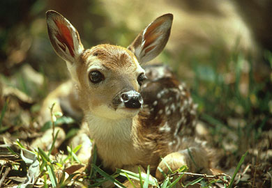 What does a baby deer called store