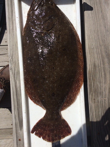 SCDNR - Saltwater Game Fish Records for SC