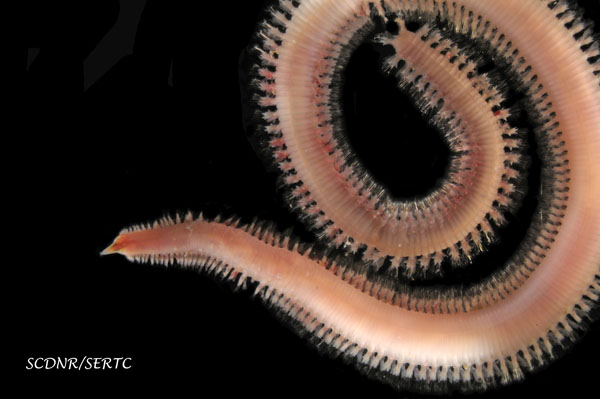 SERTC: Invertebrate Photo Gallery