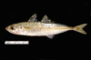 SERTC: SEAMAP Image Gallery