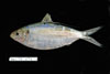 SERTC: SEAMAP Image Gallery