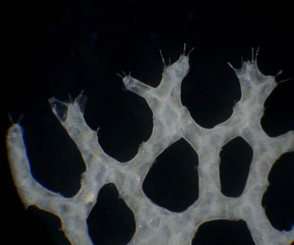 SERTC: Bryozoan (Ectoprocta) Photo Gallery
