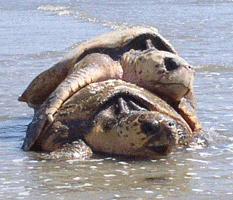 SCDNR - Marine Turtle Conservation Program